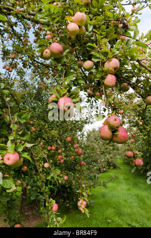 Cider apples on the trees in an orchard in Herefordshire UK, laden with ...