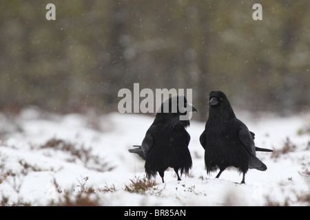 A mating pair of common ravens, Corvus corax, grooming each other in ...