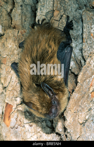 Little Brown Bat (Myotis lucifugus) lying on a Tree Stump - North ...