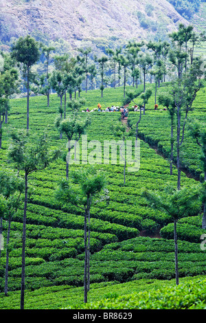 Tea Factory in Coonoor, Tamil Nadu.:- As with the orthodox method, the ...