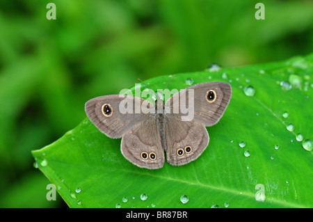 beautiful Common Four-ring butterfly (Yphtima huebneri) on leaf near ...