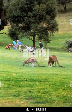Australia Oz Melbourne kangaroo golf course animal wild nature natural ...