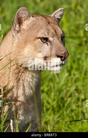 The cougar (Puma concolor) in the forest at sunrise. Young dangerous ...