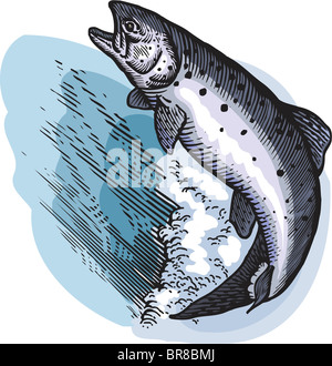 A drawing of a leaping salmon Stock Photo - Alamy