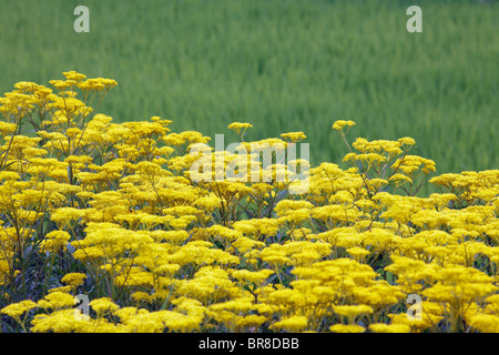 Yellow Patrinia flowers Stock Photo - Alamy