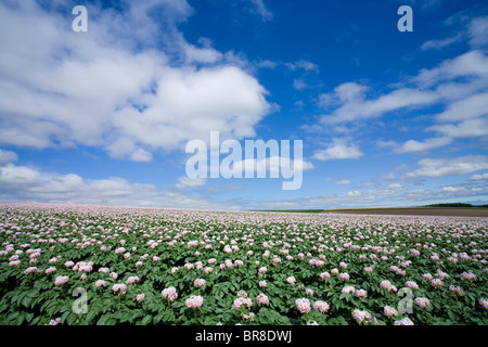 Farm land Hokkaido Prefecture Japan Stock Photo - Alamy