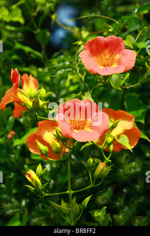 Close up of the Chinese trumpet vine, Campsis Grandiflora, It is a fast ...