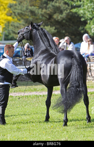 Black Morgan Horse stallion standing proudly Stock Photo - Alamy