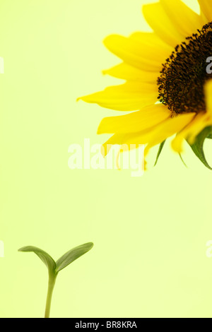 A closeup shot of two sunflowers growing in a field on an overcast day ...