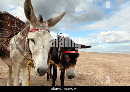 Seaside donkeys. Mablethorpe, Lincolnshire England UK Stock Photo - Alamy