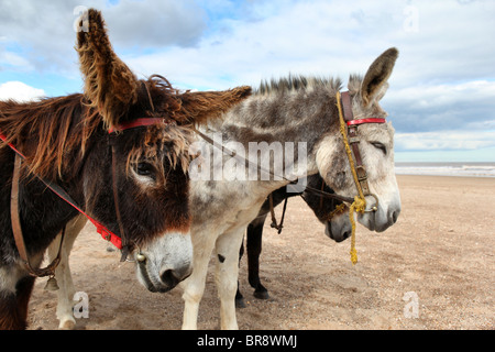 Seaside donkeys. Mablethorpe, Lincolnshire England UK Stock Photo - Alamy
