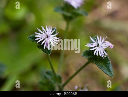 leafy elephant's-foot (Elephantopus carolinianus Stock Photo - Alamy