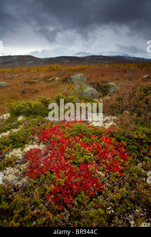 Fall colors at Strynefjellet, Norway Stock Photo - Alamy