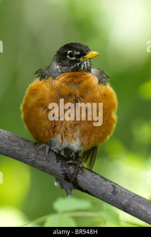 American Robin perched on branch eating a Mountain Ash berry Stock ...