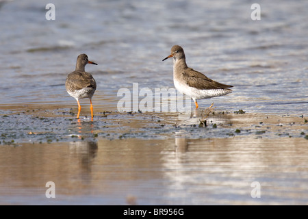 Redshanks ( Tringa totanus ), pair in breeding plumage, standing ...