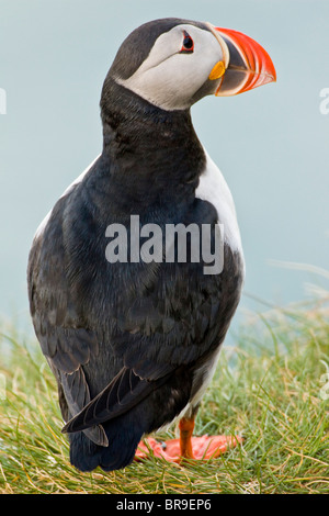 The Atlantic Puffin, a pelagic seabird, shown here in breeding colors ...