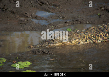 A saltwater crocodile (Crocodylus porosus) eating an olive python snake ...