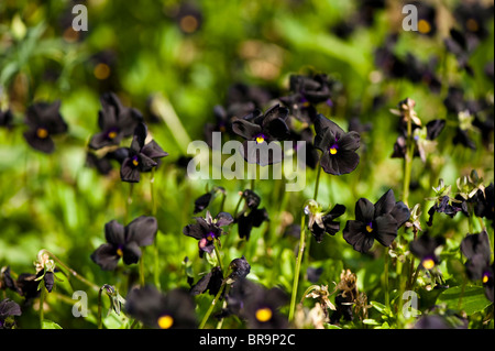 Viola ‘Molly Sanderson’ in flower Stock Photo - Alamy