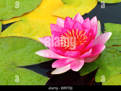 Nymphea, water flower Stock Photo - Alamy