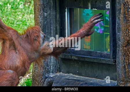 Orangutans Playing Computer Game at Zoo Atlanta Stock Photo - Alamy