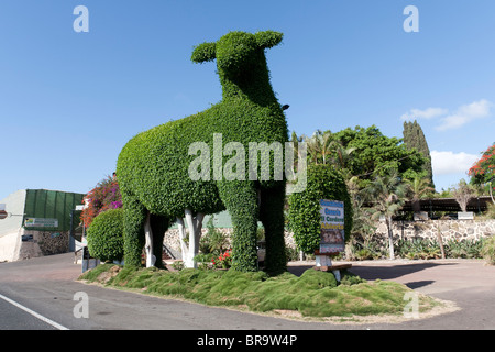 A group of trees trimmed into the shape of a giant lamb topiary to ...