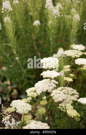 Cenolophium denudatum, Baltic Parsley Stock Photo - Alamy