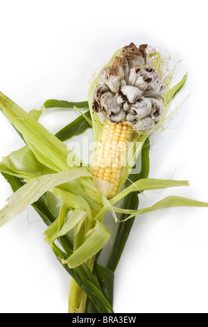 Huitlacoche or blue corn fungus is a delicacy in Mexico, made into ...
