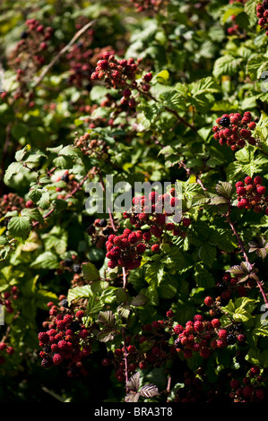 Blackberries ripening on a bramble. UK Stock Photo - Alamy