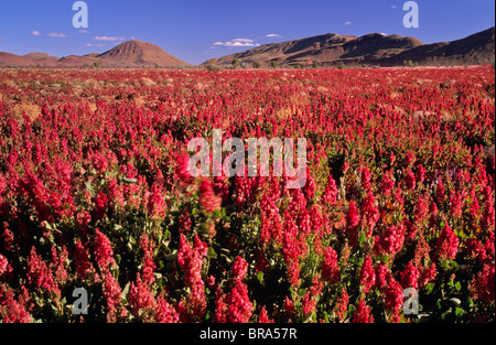 Wildflowers along Gunbarrel Highway, Musgrave Ranges, Central Australia ...