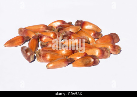 Pinhao, pine tree seeds isolated over white background Stock Photo - Alamy