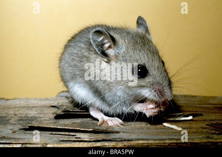 Deer Mouse Peromyscus maniculatus eating cherry North America Stock ...