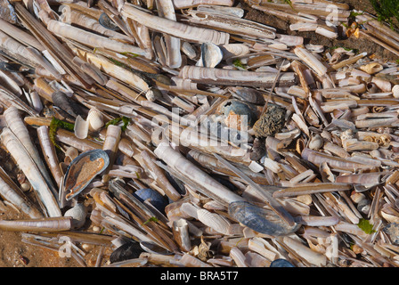 Pod razor (Ensis siliqua) is an edible bivalve mollusk Stock Photo - Alamy