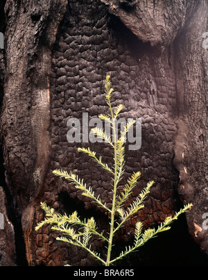 A charred tree trunk in front of 4 Cyathea cooperi (Australian Tree ...