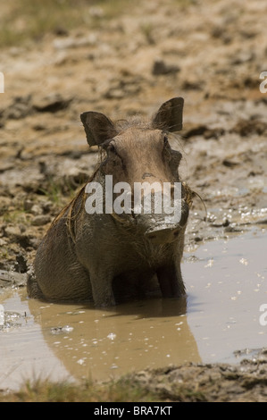 Warthog, Ngorongoro Crater, Tanzania, Africa Stock Photo - Alamy