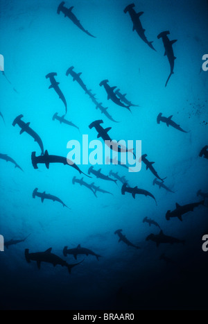 This angle of a scalloped hammerhead shark, Sphyrna lewini, shows the ...