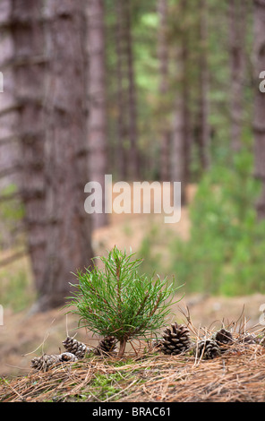 Scenic coastal landscape with a pine tree growing on a rocky shoreline ...