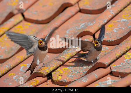 Two young barn swallows perched on mud nest under a roof and waiting to ...