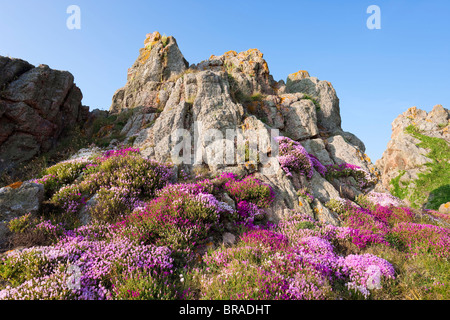 Purple heather in flower on the North Cornwall coast near St Agnes Head ...