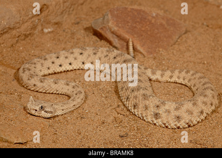 Sonoran Desert Sidewinder (Crotalus cerastes) - Arizona USA - Venomous ...