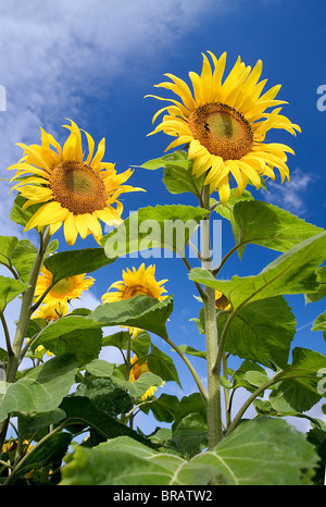 extract - yellow sign with blue sky background Stock Photo - Alamy