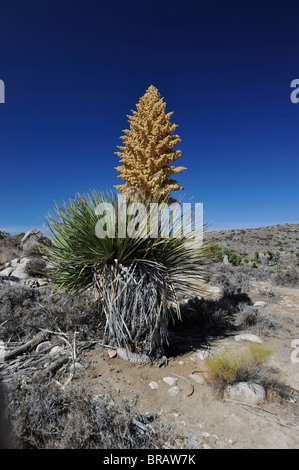 Joshua Tree Stock Photo - Alamy