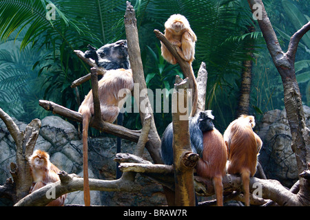Small, red, long-haired monkey sleeping on a tree branch Stock Photo ...