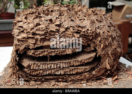 Cross section of a wasp nest Stock Photo - Alamy