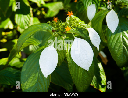 wild mussaenda or dhobi tree Stock Photo - Alamy