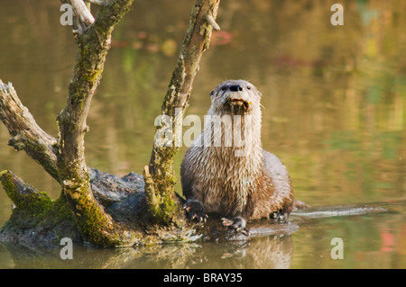 River Otter At Oaks Bottom Wildlife Refuge; Portland, Oregon, United ...