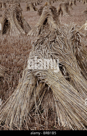 Awned Wheat cut with a binder and stooked in the field to dry Stock ...