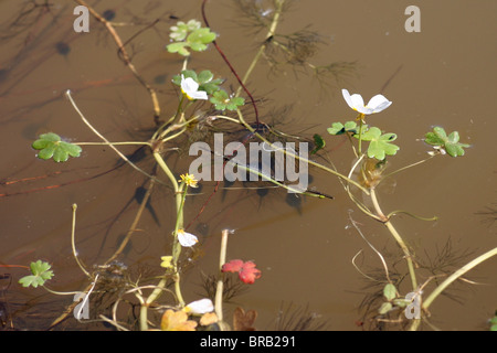 The tadpole is the wholly aquatic larval stage in the life cycle of an ...