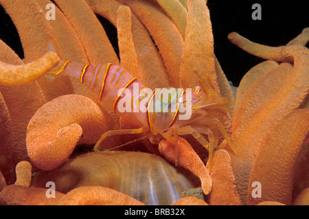 Candy stripe shrimp, Lebbeus grandimanus, on Crimson anemone, Alaska ...