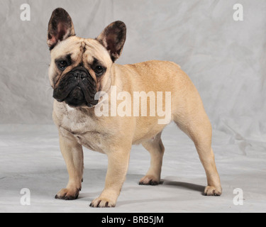 side view of cute frenchie looking to side and walking isolated on ...