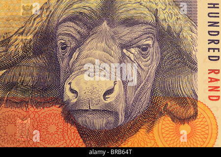 R100 note, South Africa Stock Photo - Alamy